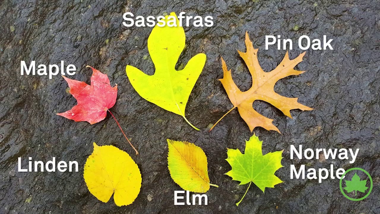 [WATCH] NYC Parks Guide to Identifying Fall Leaves in New York City ...