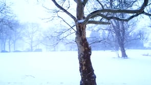 Slow Snow, a Hypnotic Look at Snow Falling in Slow Motion | Viewing NYC
