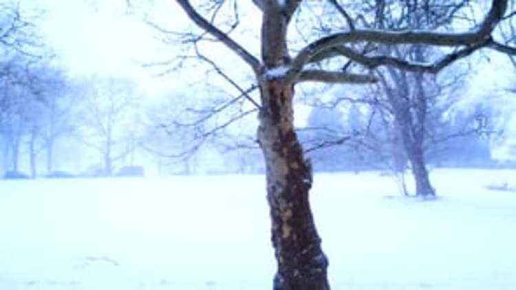 Slow Snow, a Hypnotic Look at Snow Falling in Slow Motion | Viewing NYC