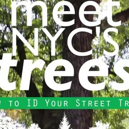 Interactive New York City Street Tree Map Lets You Visualize the Nature ...