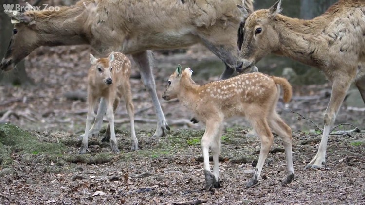 The Bronx Zoo's Newest Residents are 4 Super Cute Père David's Deer ...