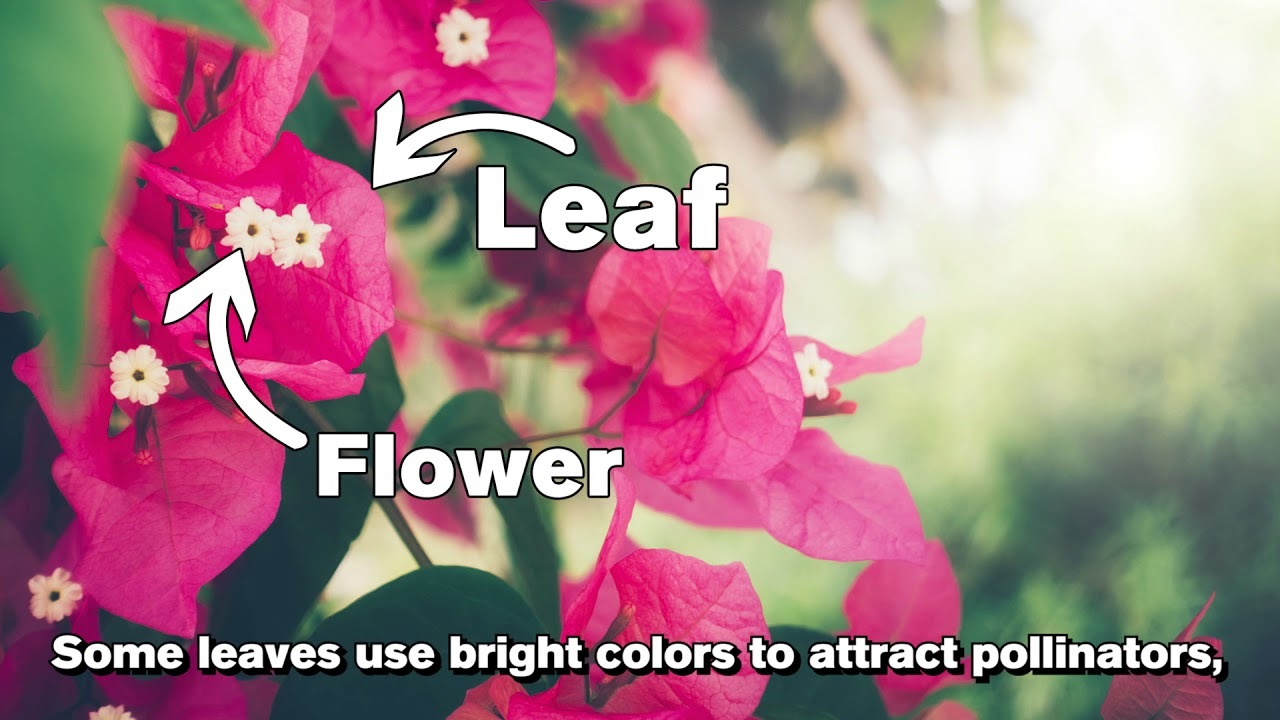 [VIDEO] Learn All About Why Leaves Change Colors in Fall from the New ...