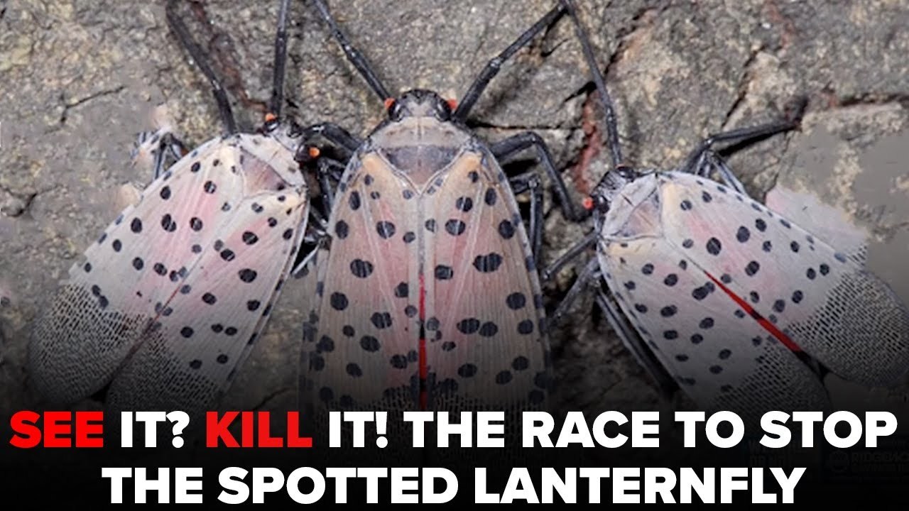 [WATCH] If You See a Spotted Lanternfly in NYC, Kill It on Sight ...