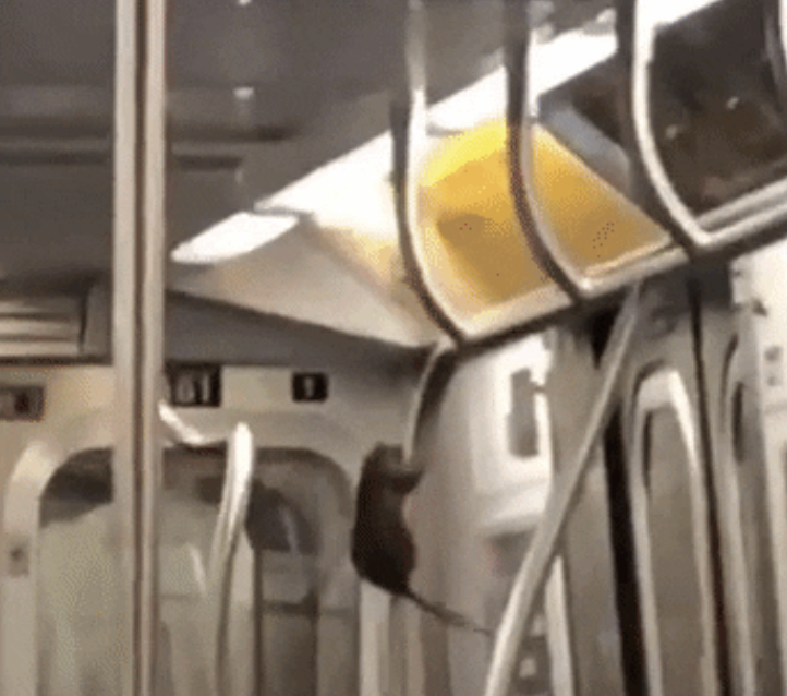 Subway rat strikes again | Viewing NYC
