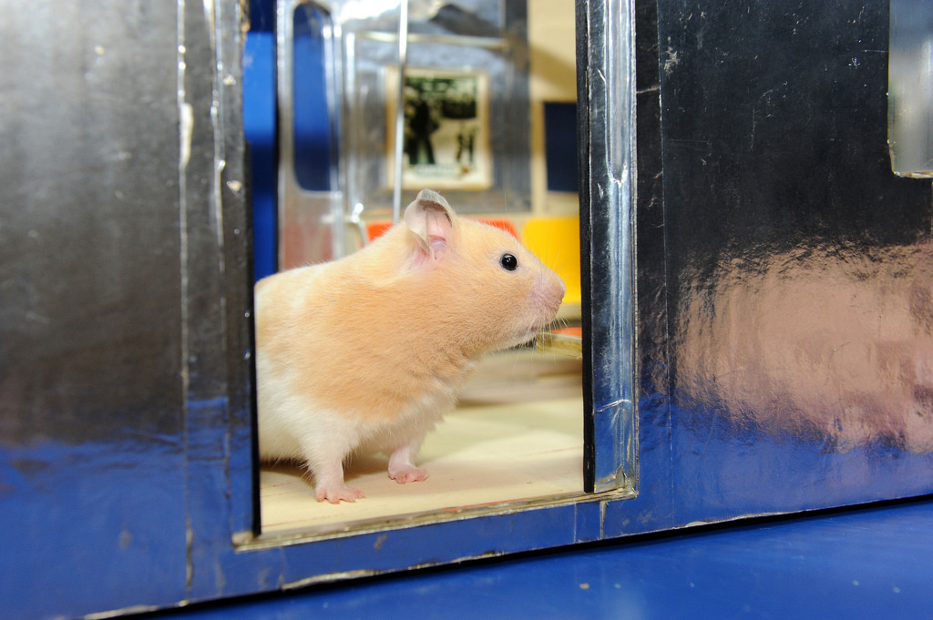 This Cute Tiny Hamster Rides Her Own Personal New York City Subway ...