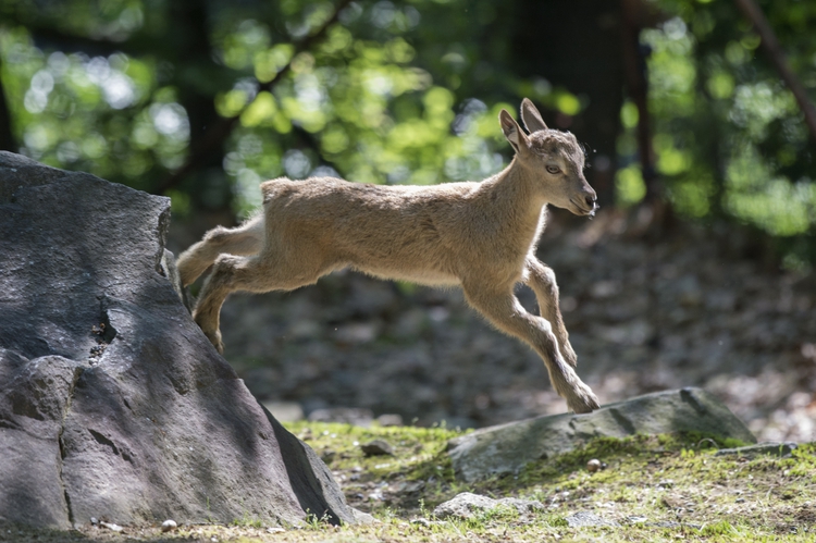 Check Out This Herd of Turkmenian Flare-horned Markhor With Offspring ...