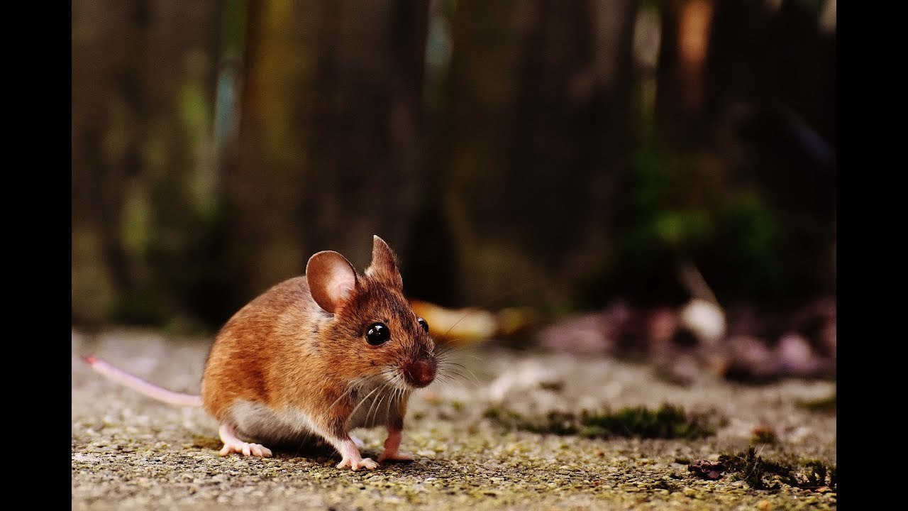 [VIDEO] Here's Why NYC Subway Rats Don't Get Zapped on the Third Rail ...