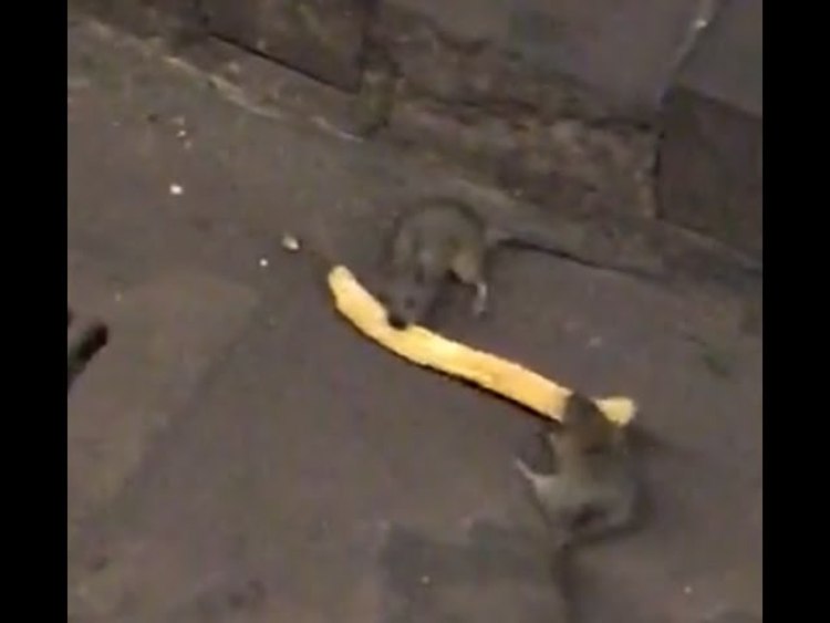 Watch These Two Rats Fight for a Churro in the New York City Subway ...