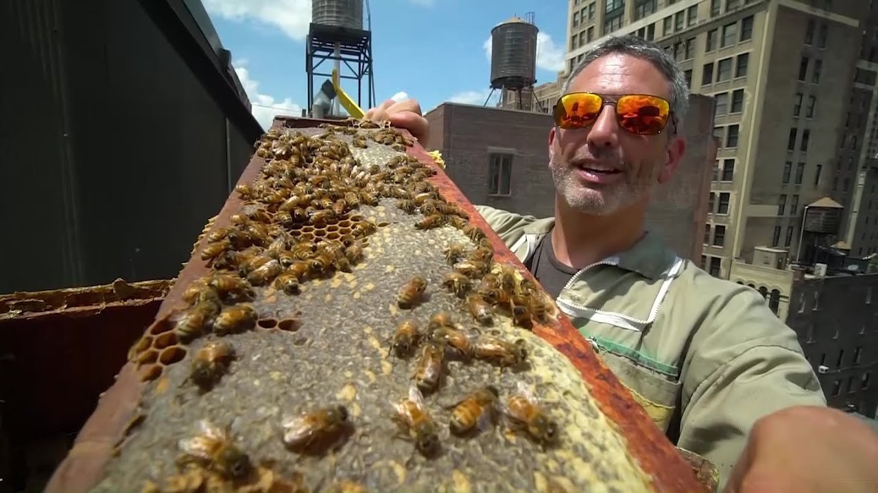 [WATCH] This Urban Beekeeper Turns New York City Rooftops Into Buzzing ...