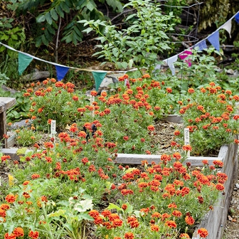 Smiling Hogshead Ranch, a Guerilla Garden on an Abandoned Railroad ...