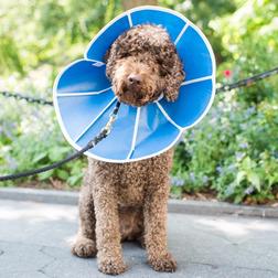 The Dogist, Humans of New York for Dogs | Viewing NYC