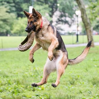 The Dogist, Humans of New York for Dogs | Viewing NYC