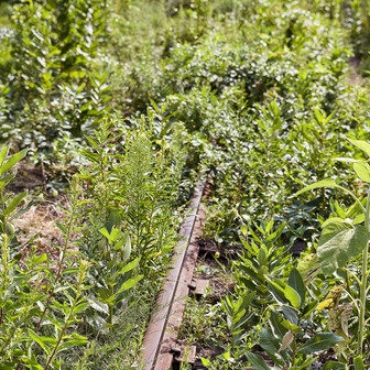 Smiling Hogshead Ranch, a Guerilla Garden on an Abandoned Railroad ...