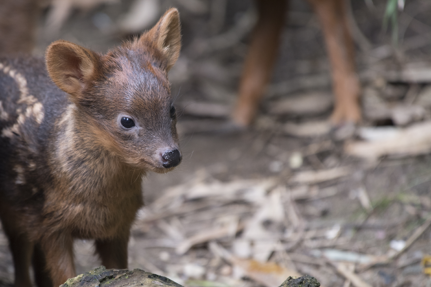 Check Out This Adorable Newborn Pudu Deer Fawn at the Queens Zoo ...