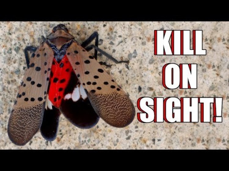 [WATCH] If You See a Spotted Lanternfly in NYC, Kill It on Sight ...