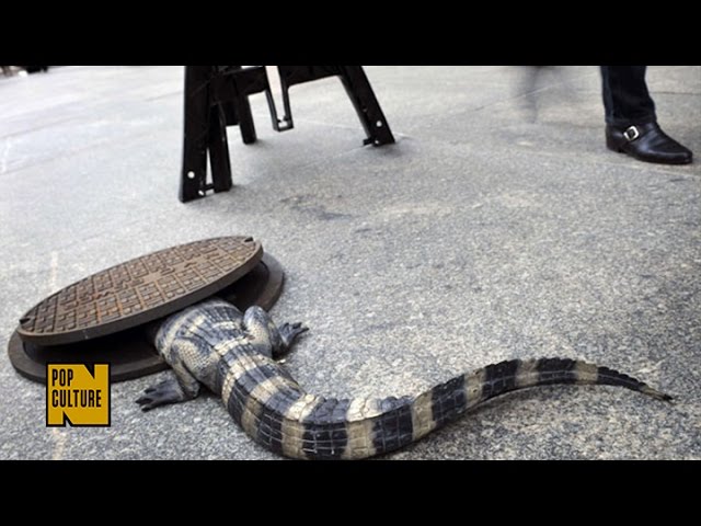 Alligator Roams the Streets of Inwood | Viewing NYC