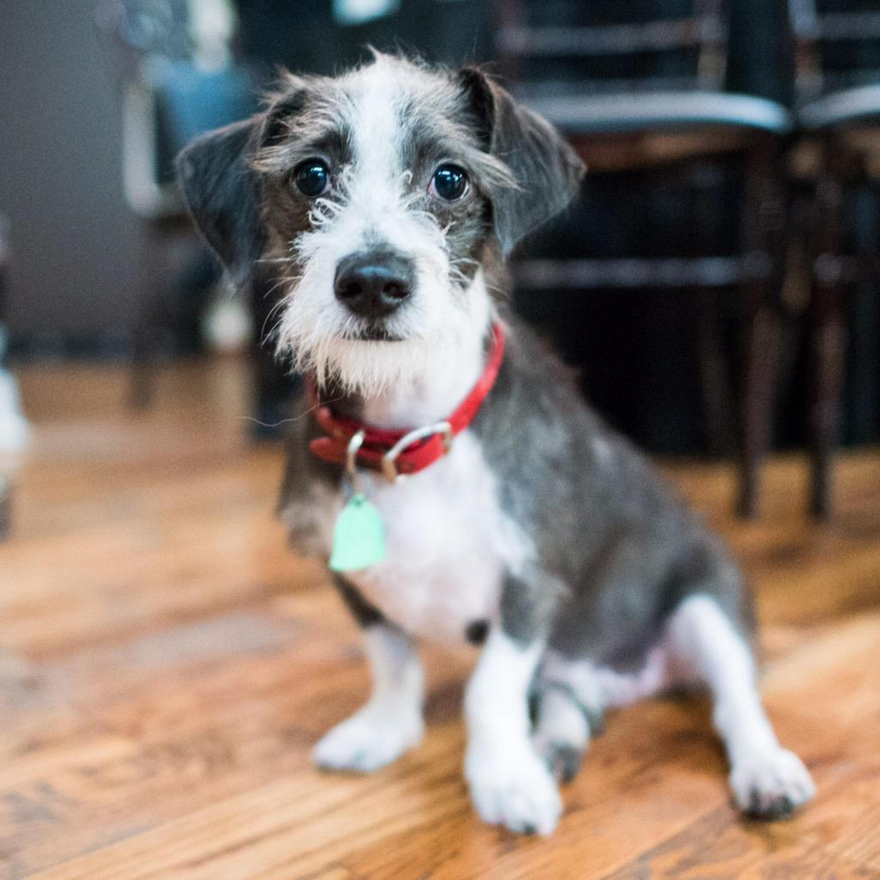 The Dogist, Humans of New York for Dogs | Viewing NYC