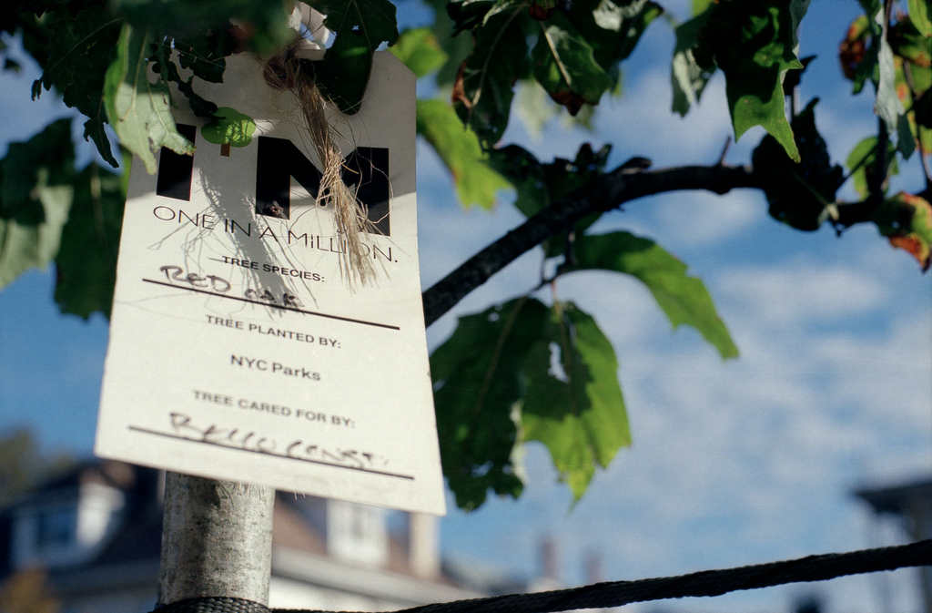 Million Trees NYC Just Planted 1,000,000th Tree in Joyce Kilmer Park ...