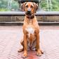The Dogist, Humans of New York for Dogs | Viewing NYC