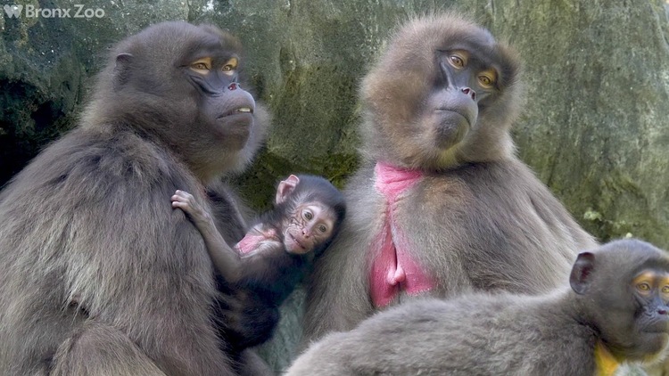 Take a Peek at This Adorable Gelada Baboon Baby Just Born at the Bronx ...
