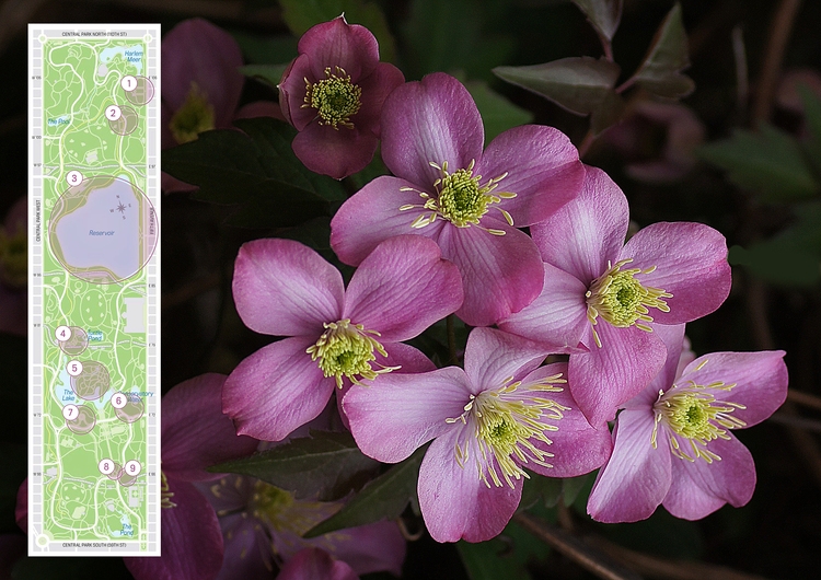 [MAPS] Where to Find Spring Blooms in New York City's Central Park ...