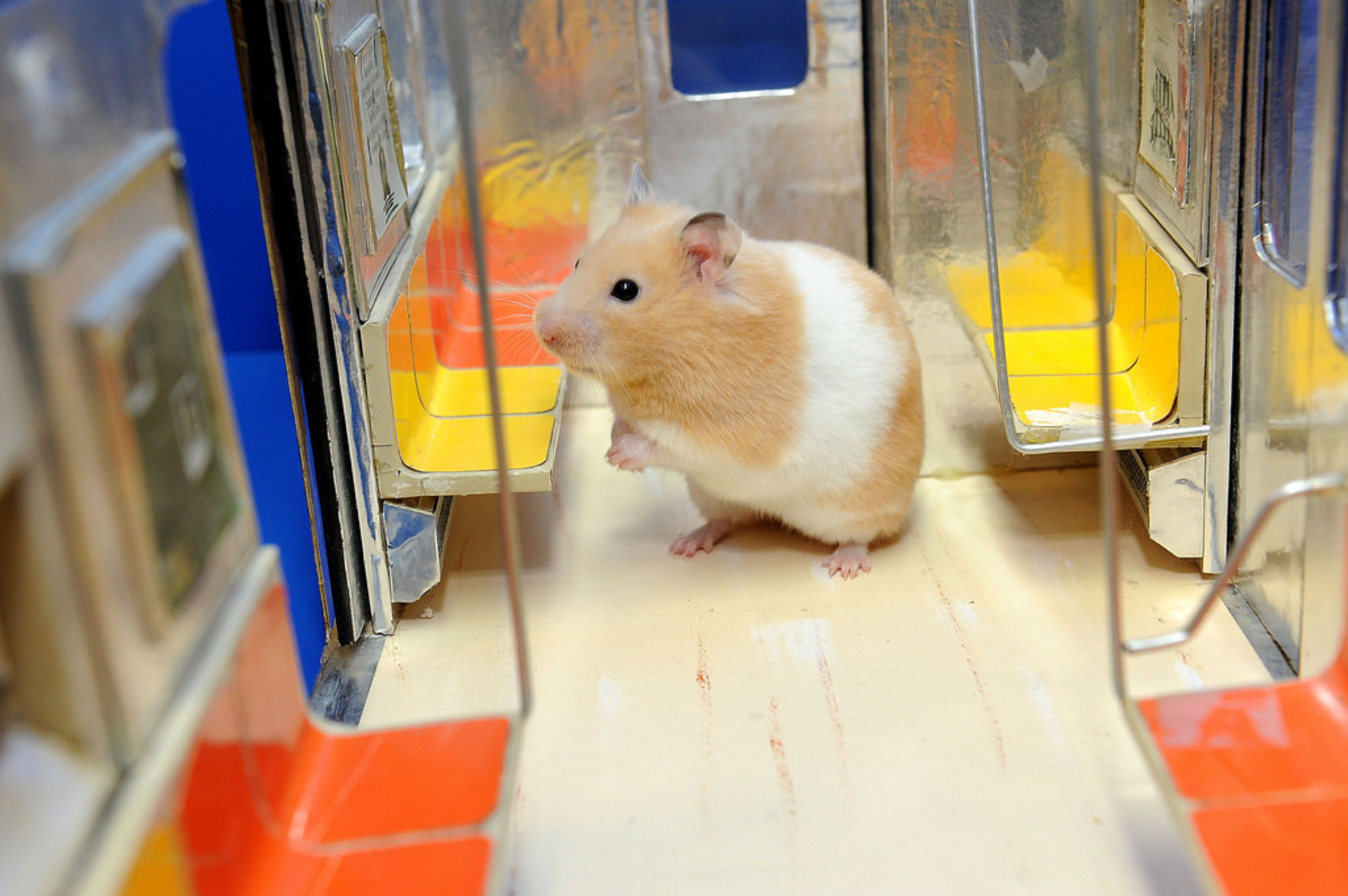 This Cute Tiny Hamster Rides Her Own Personal New York City Subway ...