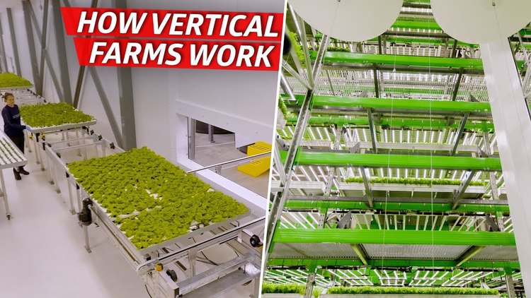 [WATCH] Here's How a Local Vertical Farming Company Grows 80,000 Pounds ...