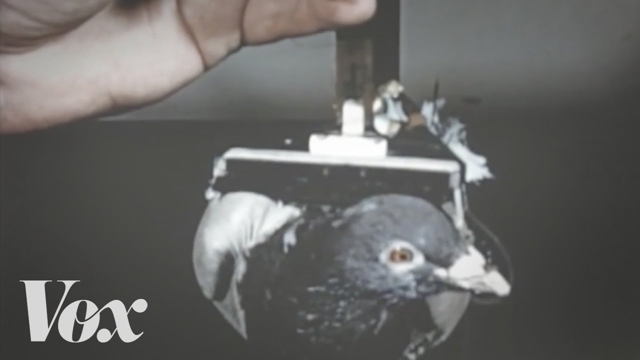 [VIDEO] Sure NYC Pigeons Are Gross, But Are The Birds an Underrated ...