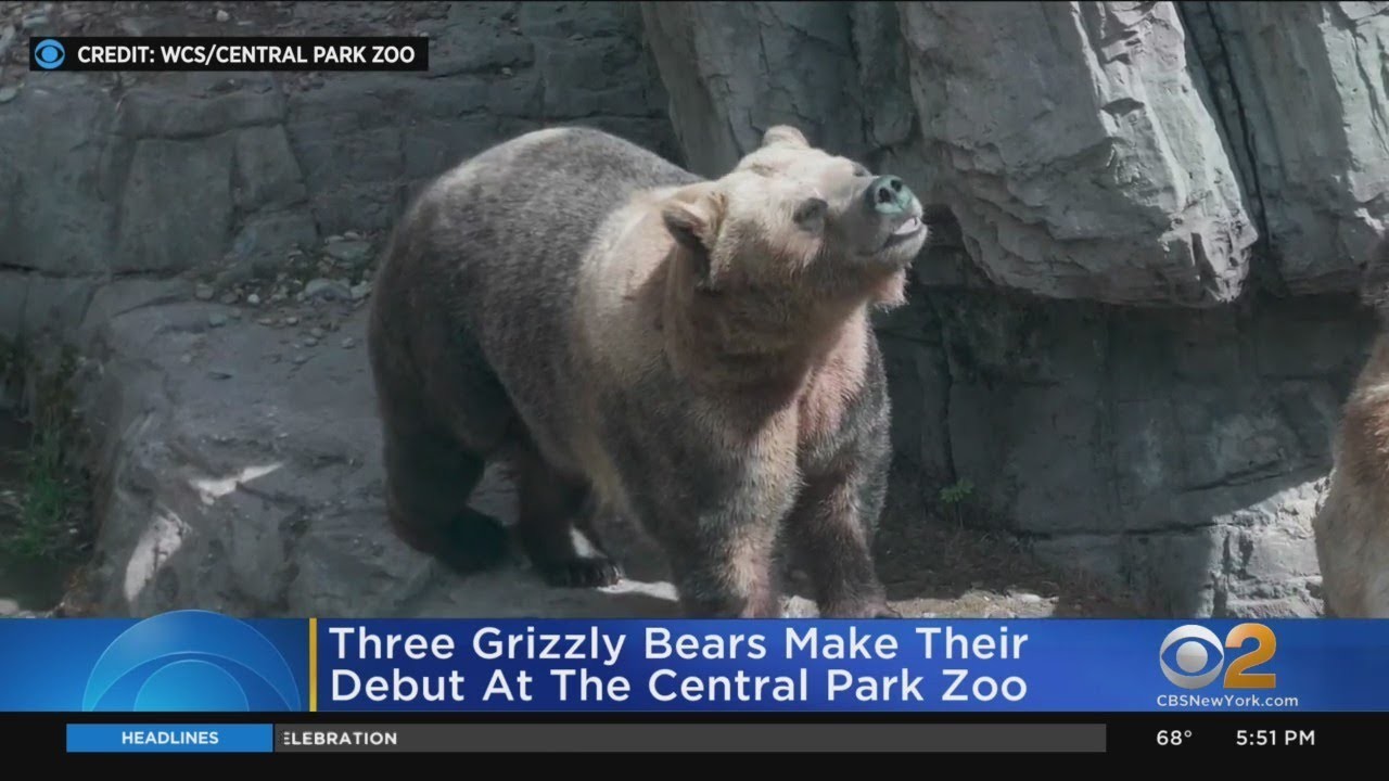 [VIDEO] Three New Grizzly Bears Debut at the Central Park Zoo | Viewing NYC