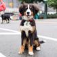 The Dogist, Humans of New York for Dogs | Viewing NYC