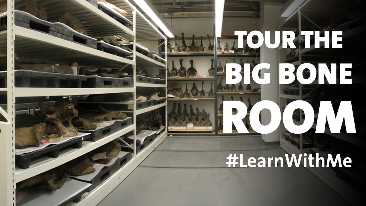 [WATCH] Tour the "Big Bone Room" at the American Museum of Natural ...