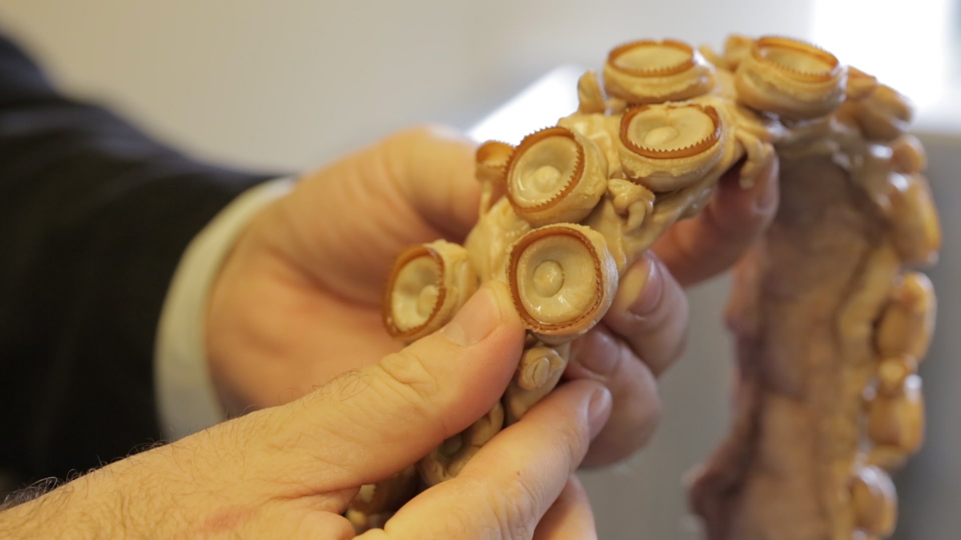 American Museum of Natural History's Shelf Life Video Series Covers ...