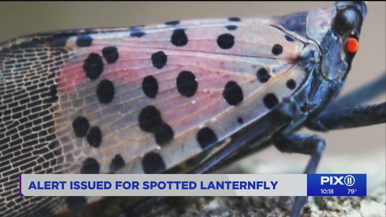 [VIDEO] "See One, Squish One" - Alert Issued for Invasive Bug in NYC ...