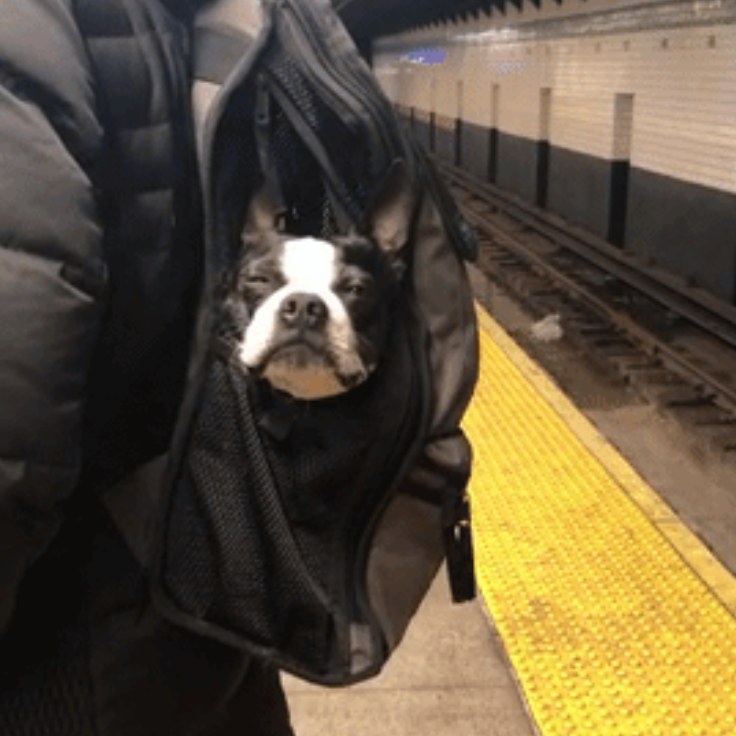 Check Out This Cute Sleepy Boston Terrier Chilling in a Backpack on the ...