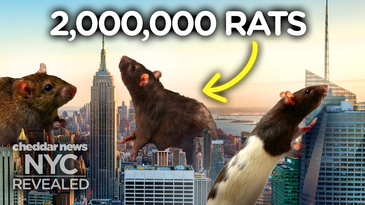 [WATCH] NYC Revealed: Why New York Has So Many Rats | Viewing NYC
