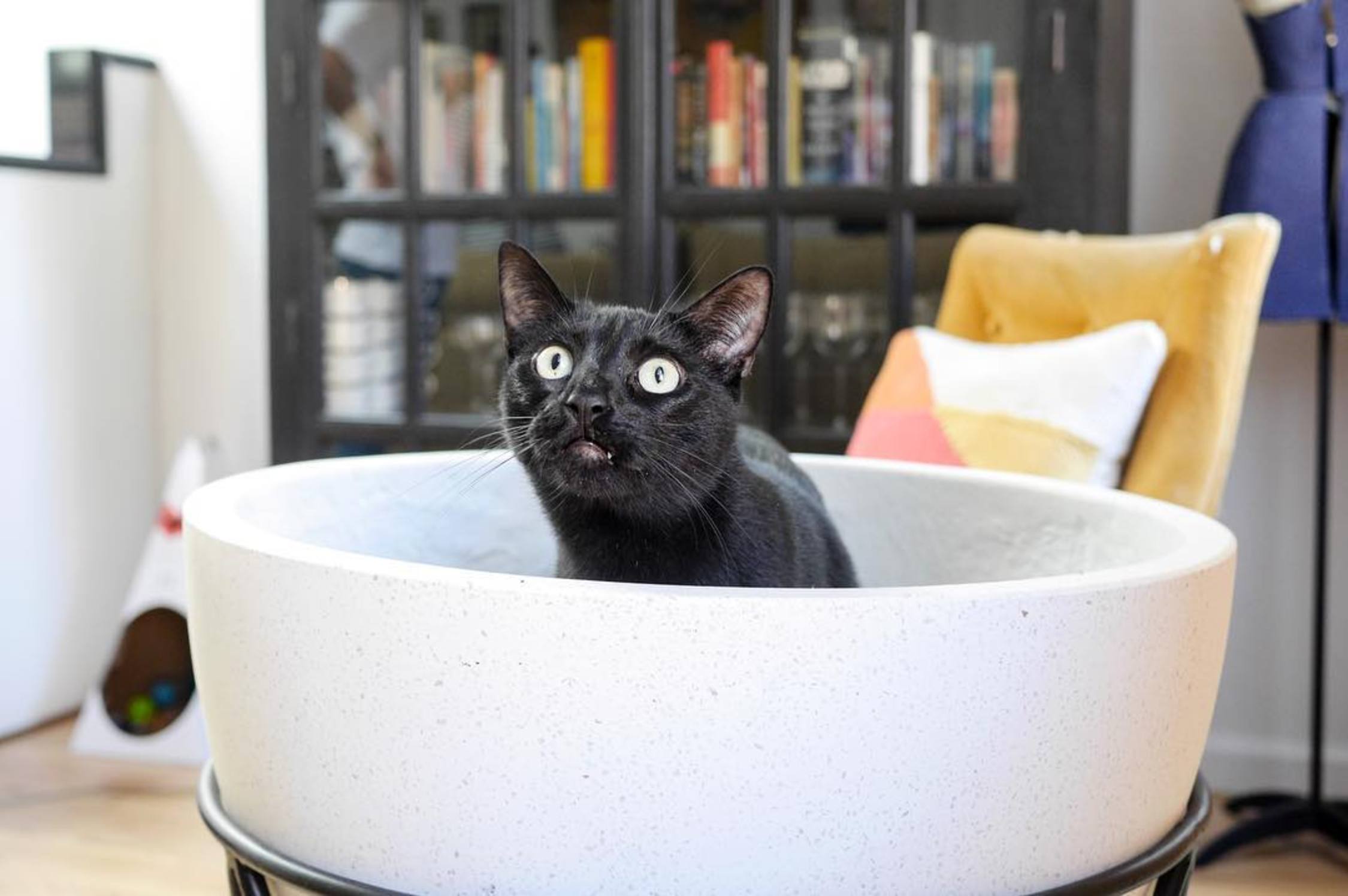 Felines of New York, a Comedic Photobook Documenting the City's ...