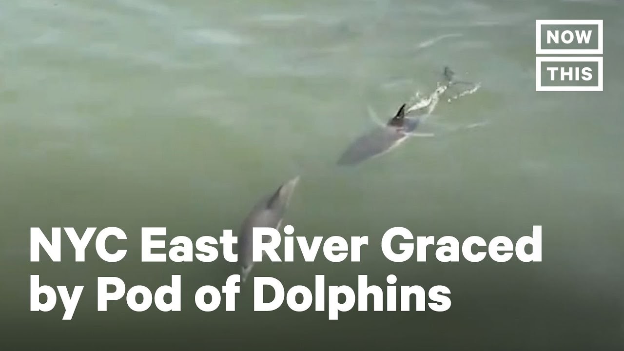 [VIDEO] Pod of Dolphins Spotted in East River | Viewing NYC