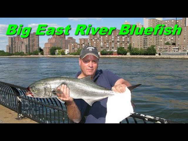 [WATCH] Urban Angler Catches a Big Bluefish Proving Life Can Actually ...