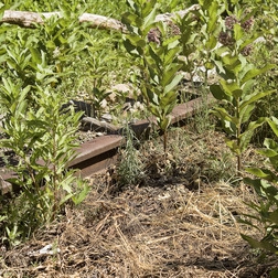 Smiling Hogshead Ranch, a Guerilla Garden on an Abandoned Railroad ...