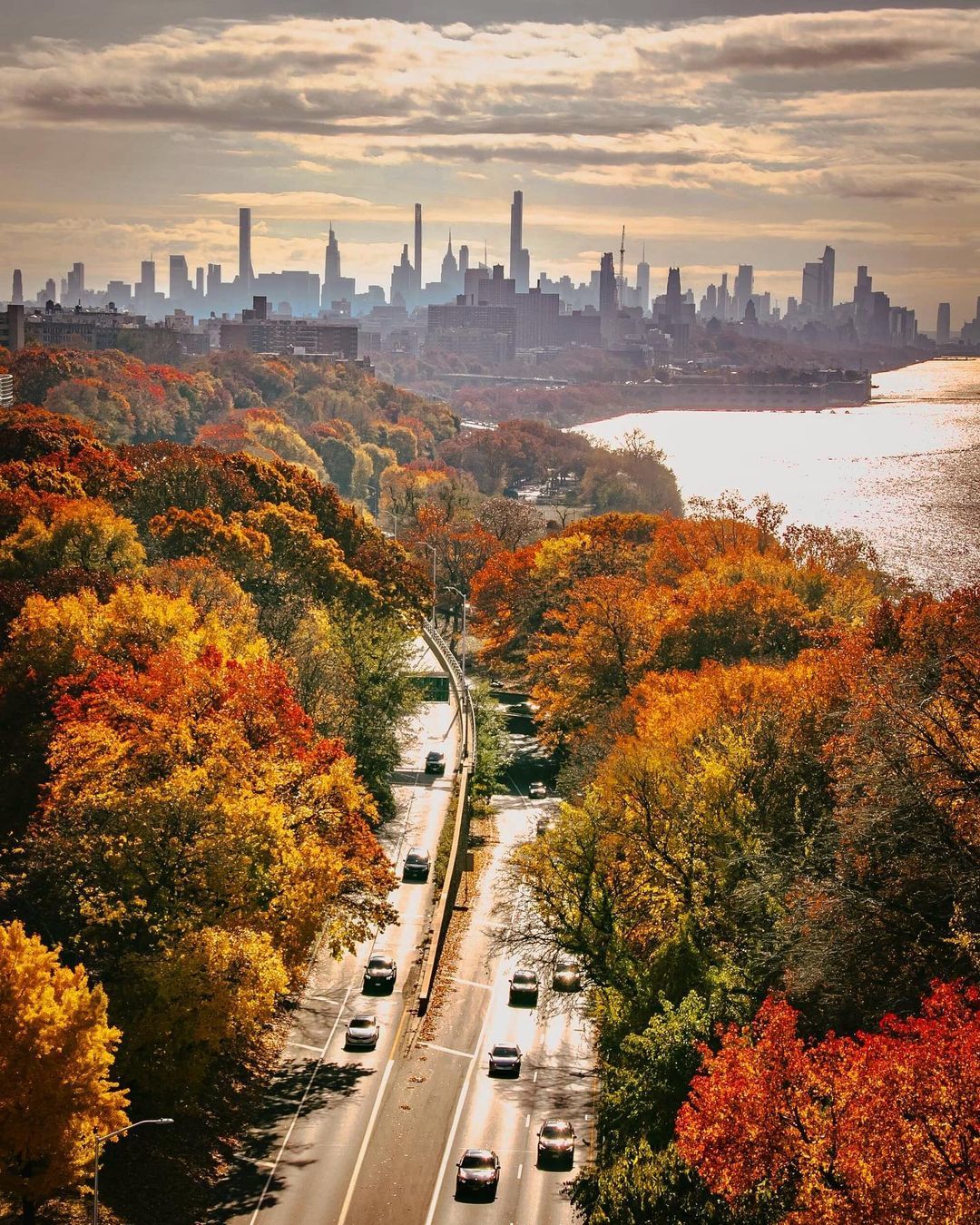 NYC Trees, Interactive Map of All NYC Tree Species Updated With New ...