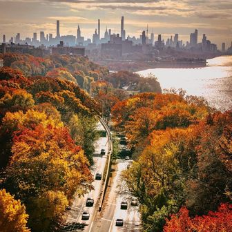 NYC Trees, Interactive Map of All NYC Tree Species Updated With New ...