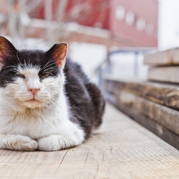 Smiling Hogshead Ranch, a Guerilla Garden on an Abandoned Railroad ...