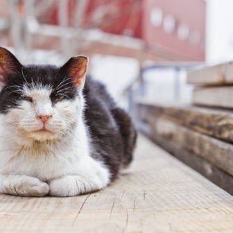 Smiling Hogshead Ranch, a Guerilla Garden on an Abandoned Railroad ...