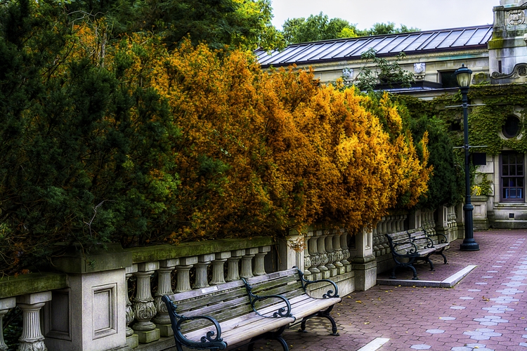 Best Bronx Locations to Enjoy Fall Foliage; NYC's Great Dog Parks; Tiny ...