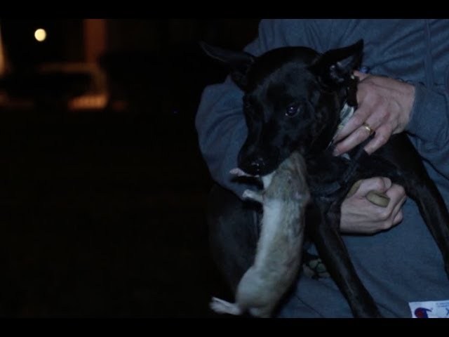 Were Chihuahuas Bred To Kill Rats