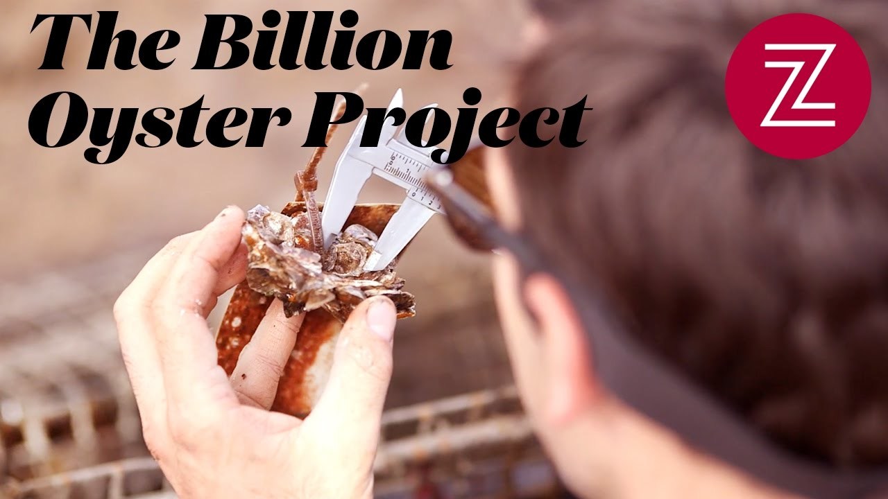 [WATCH] Billion Oyster Project Seeks to Recover New York City's Once ...