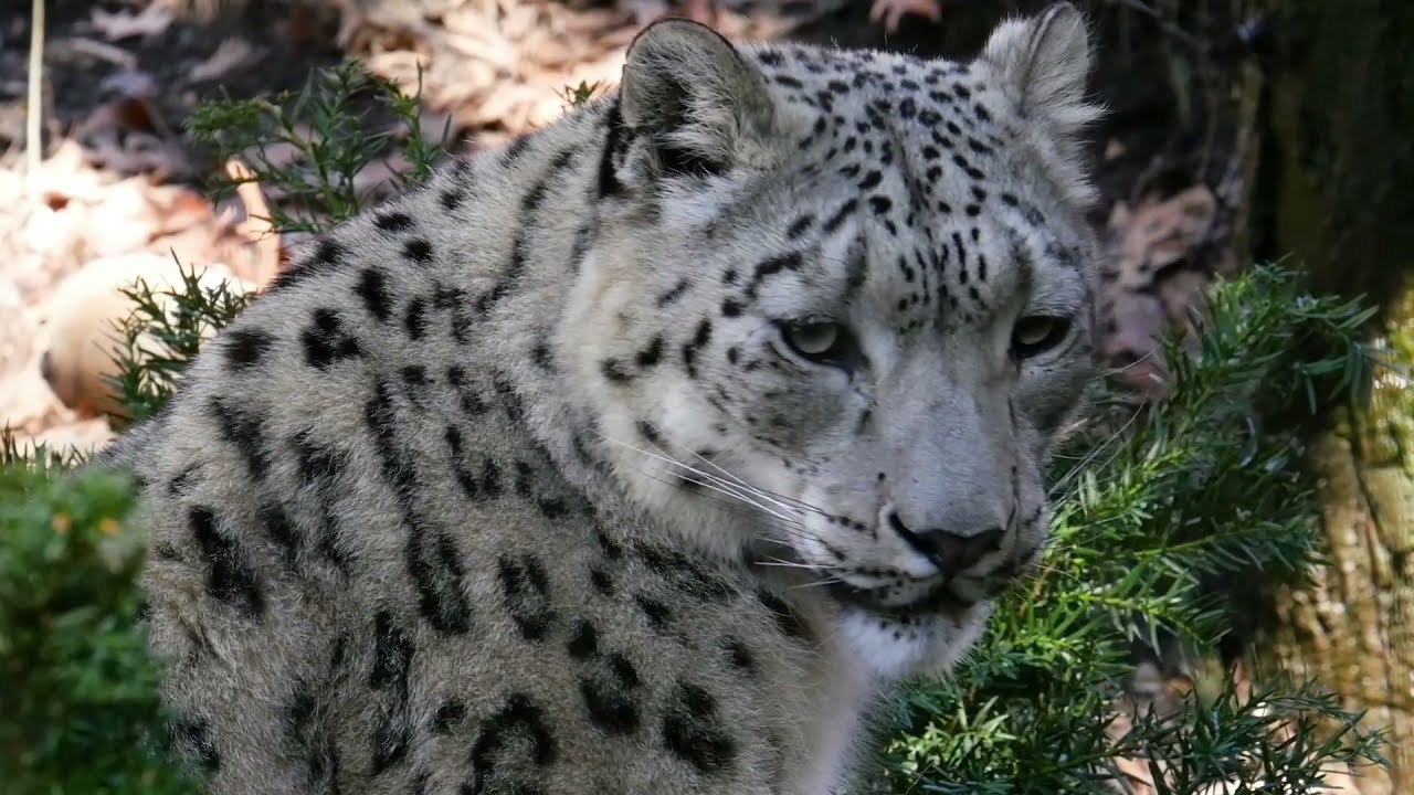 [VIDEO] Bronx Zoo Teaches You All About Their Snow Leopards | Viewing NYC