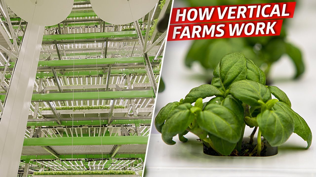 [WATCH] Here's How a Local Vertical Farming Company Grows 80,000 Pounds ...