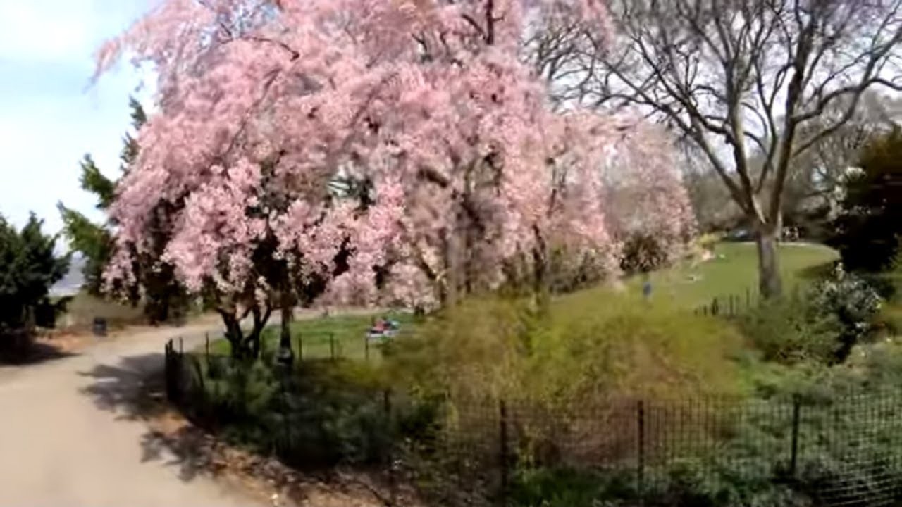 Take This Virtual Walking Tour Through Fort Tryon Park, The Cloisters ...