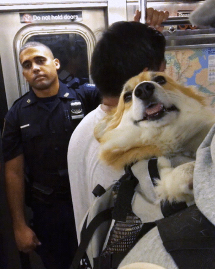 [VIDEO] Proof That Subway-Riding Canine Instagram Celebrity "Mad Max ...